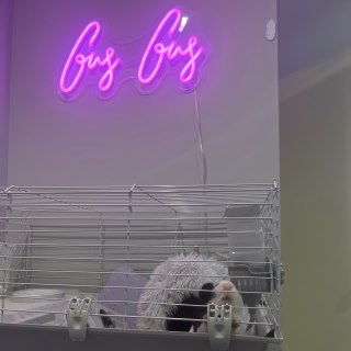 Custom Neon® Pet Signs & Art - LED Signs & Logos for Pet Services